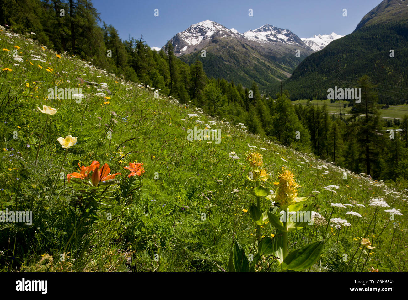Orange rich blossom hi-res stock photography and images - Alamy
