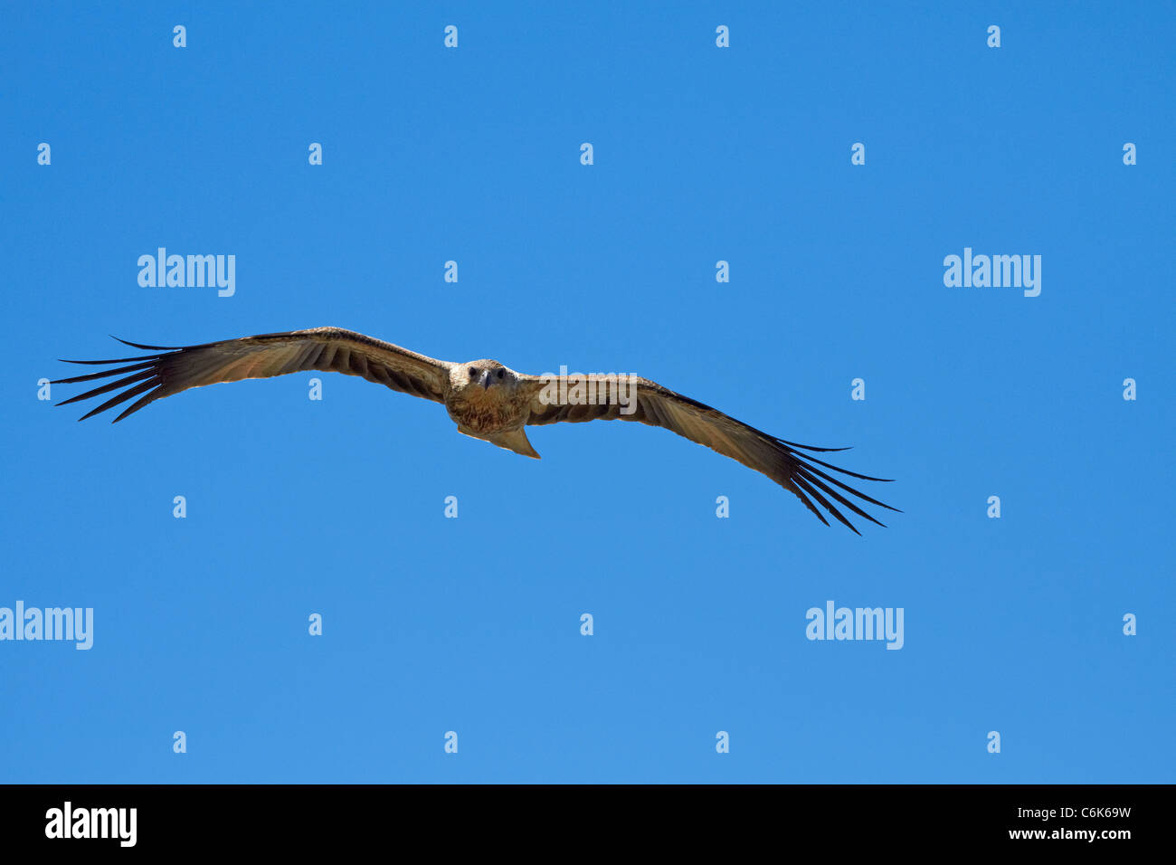 Whistling Kite (Haliastur sphenurus), Adelaide River, Northern ...
