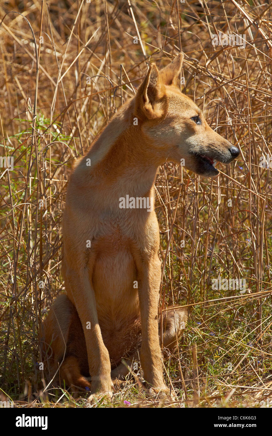 Dingo (Canis lupus dingo), Kakadu National Park, Northern Territory ...