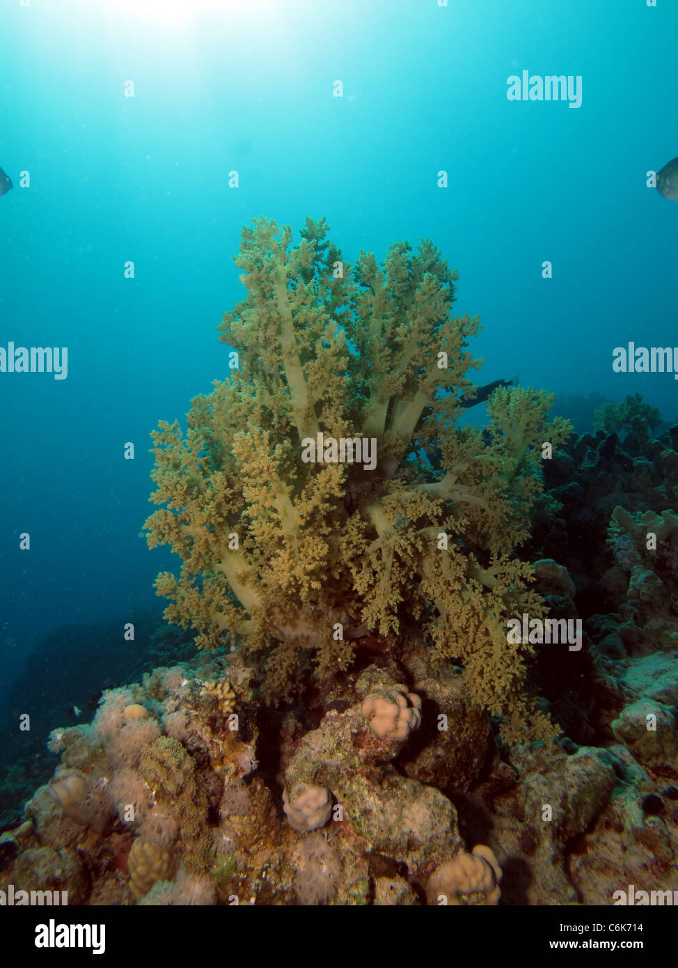 Leather coral polyps hi-res stock photography and images - Alamy