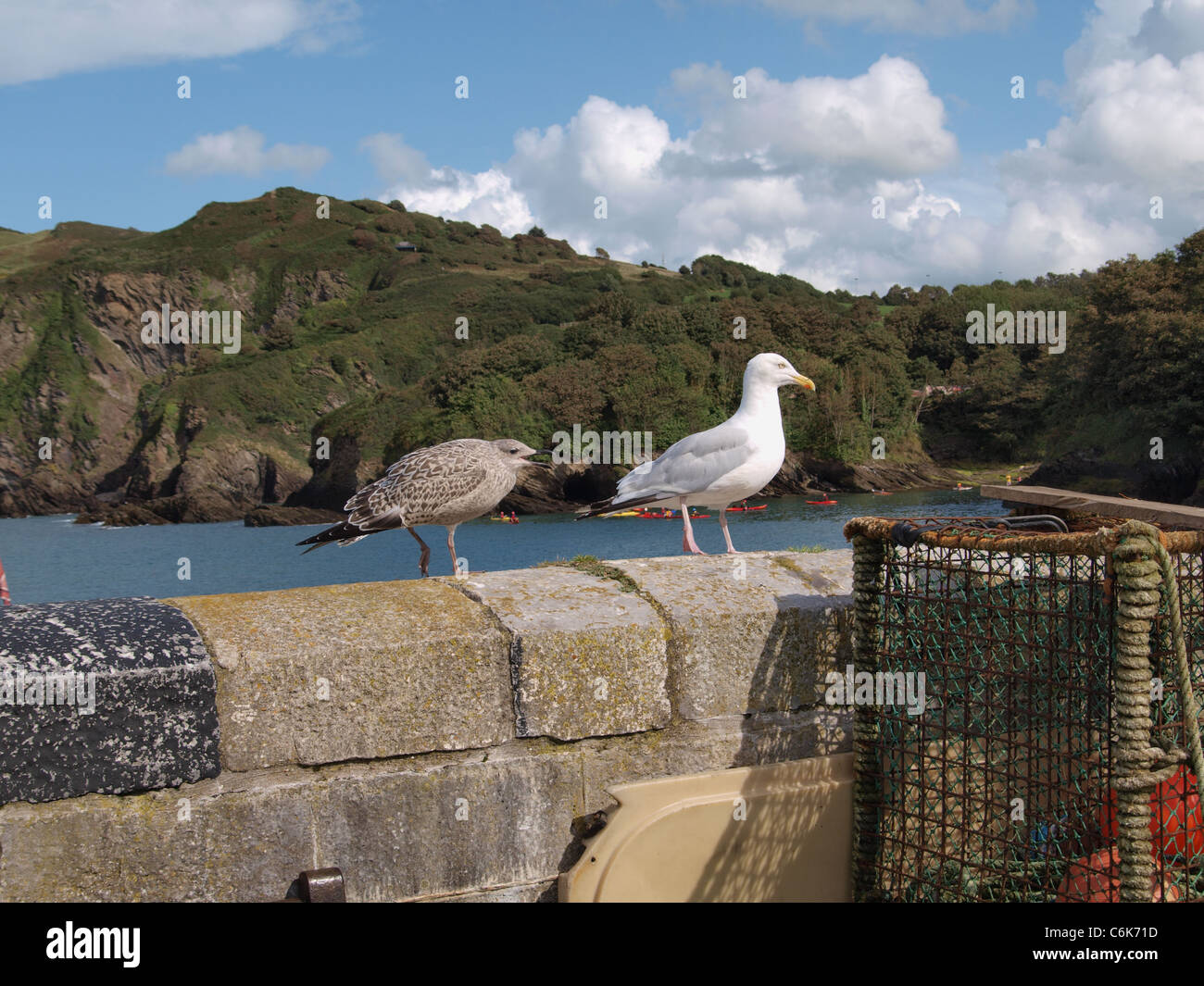 Herring Gull and chick on harbour wall. Ilfracombe. Devon. UK Stock ...