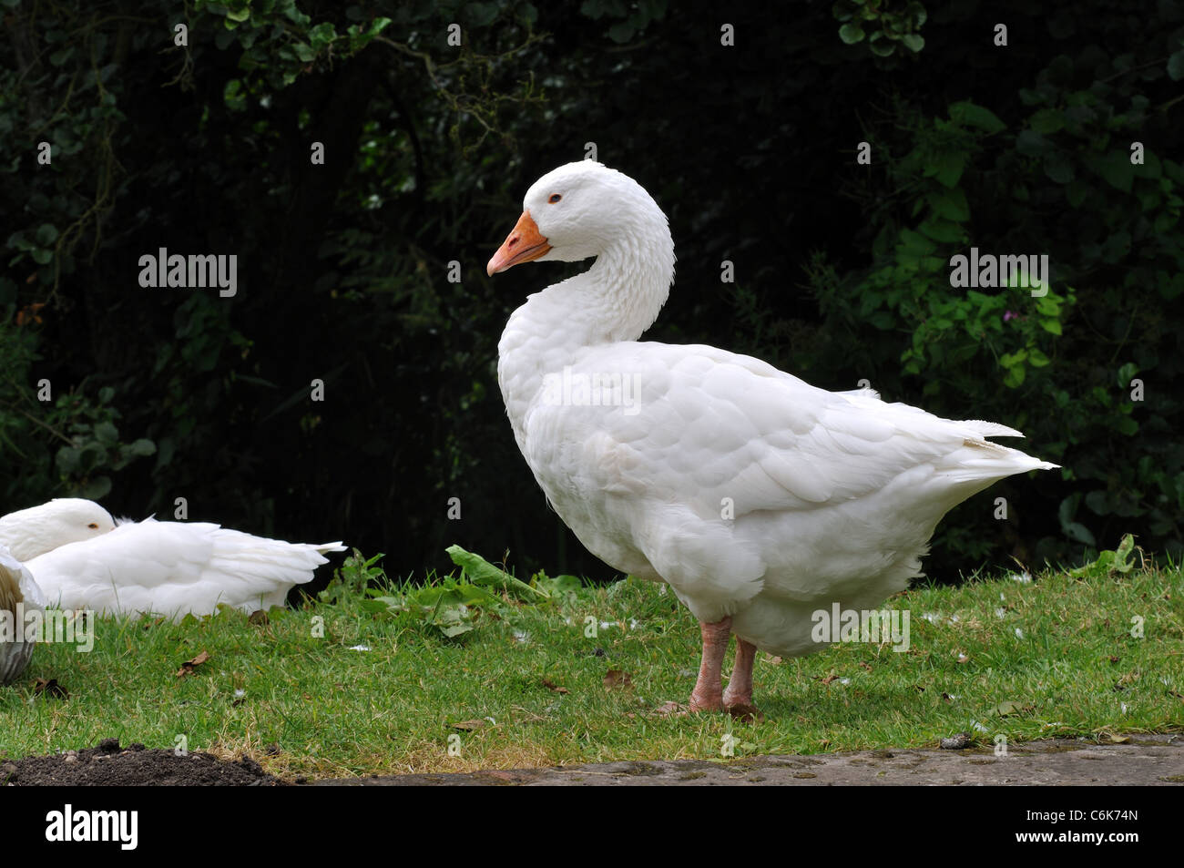 Farmyard goose hi-res stock photography and images - Alamy