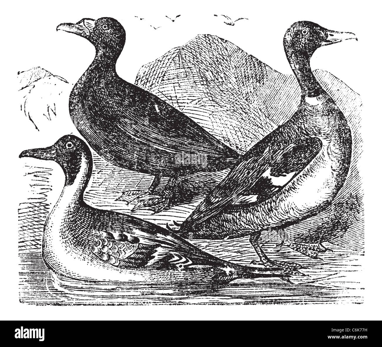 Mallard, common duck or freshwater duck, drake vintage engraving. Old ...
