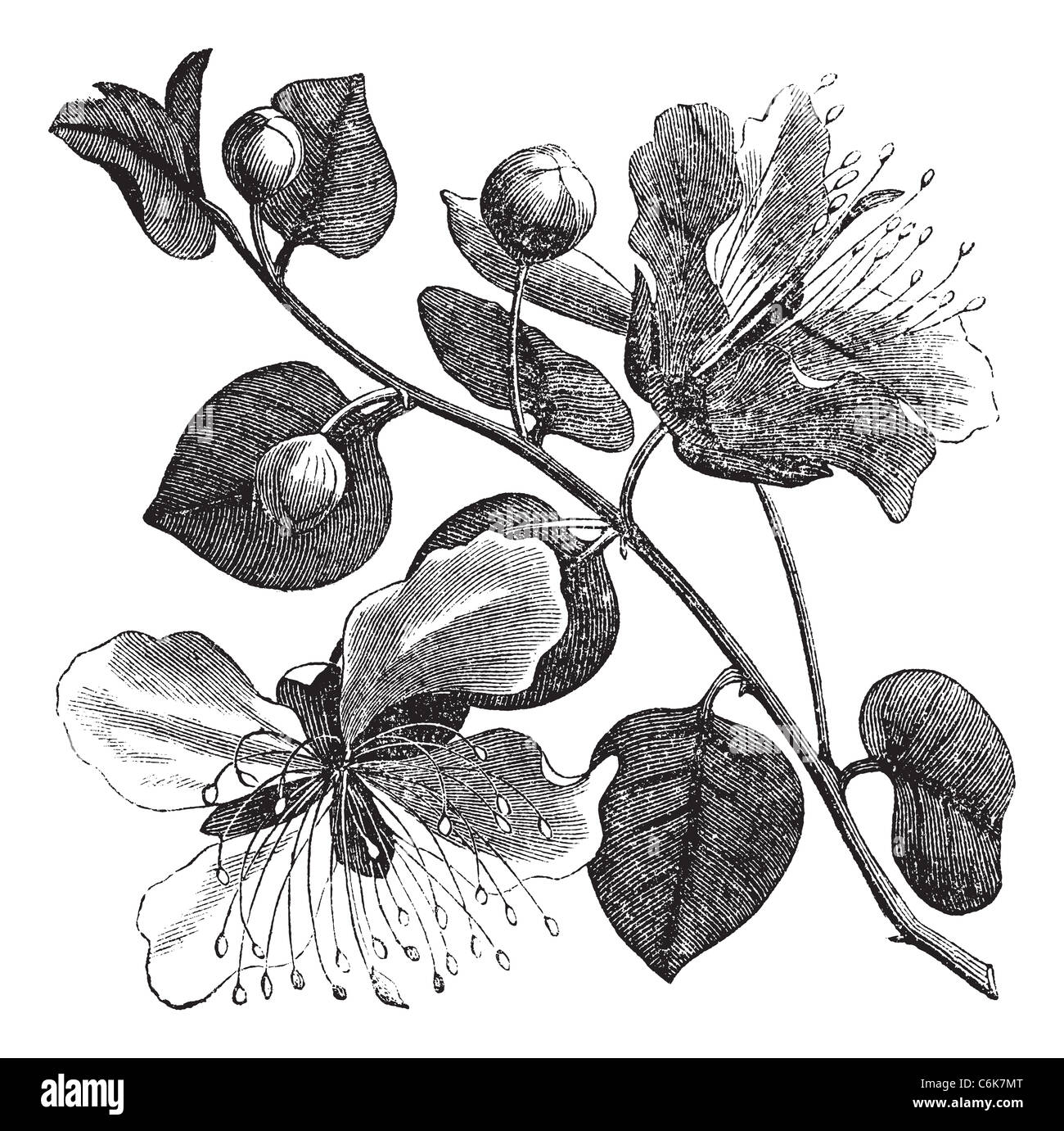 Common caper or Capparis spinosa vintage engraving. Old engraved ...