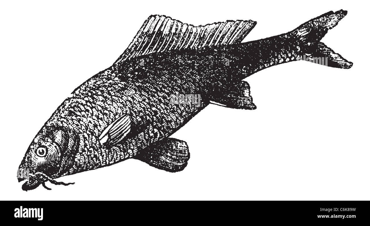 Carp fish illustration drawing engraving hi-res stock photography and ...
