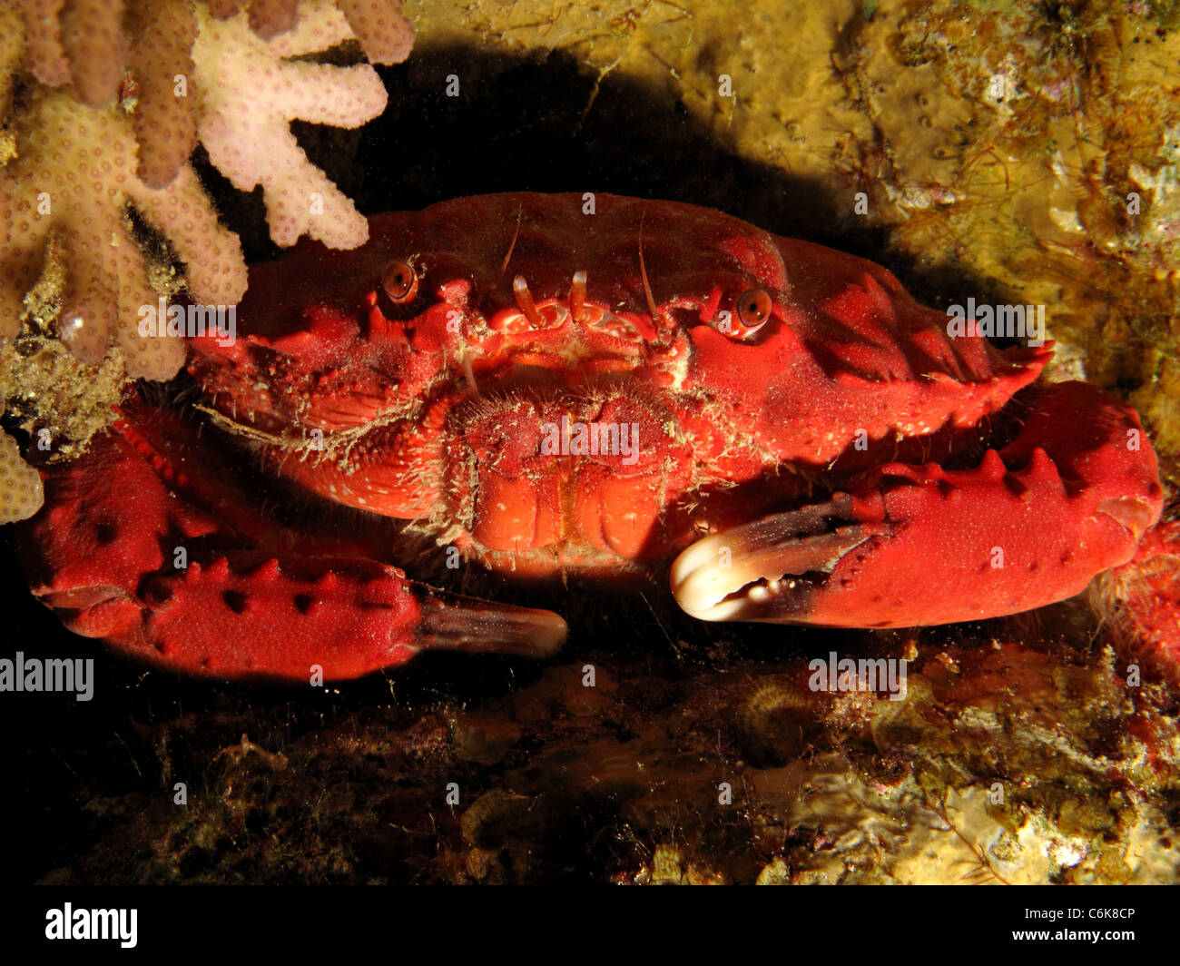 Splendid Spooner coral crab (Etisus Splendidus Stock Photo - Alamy