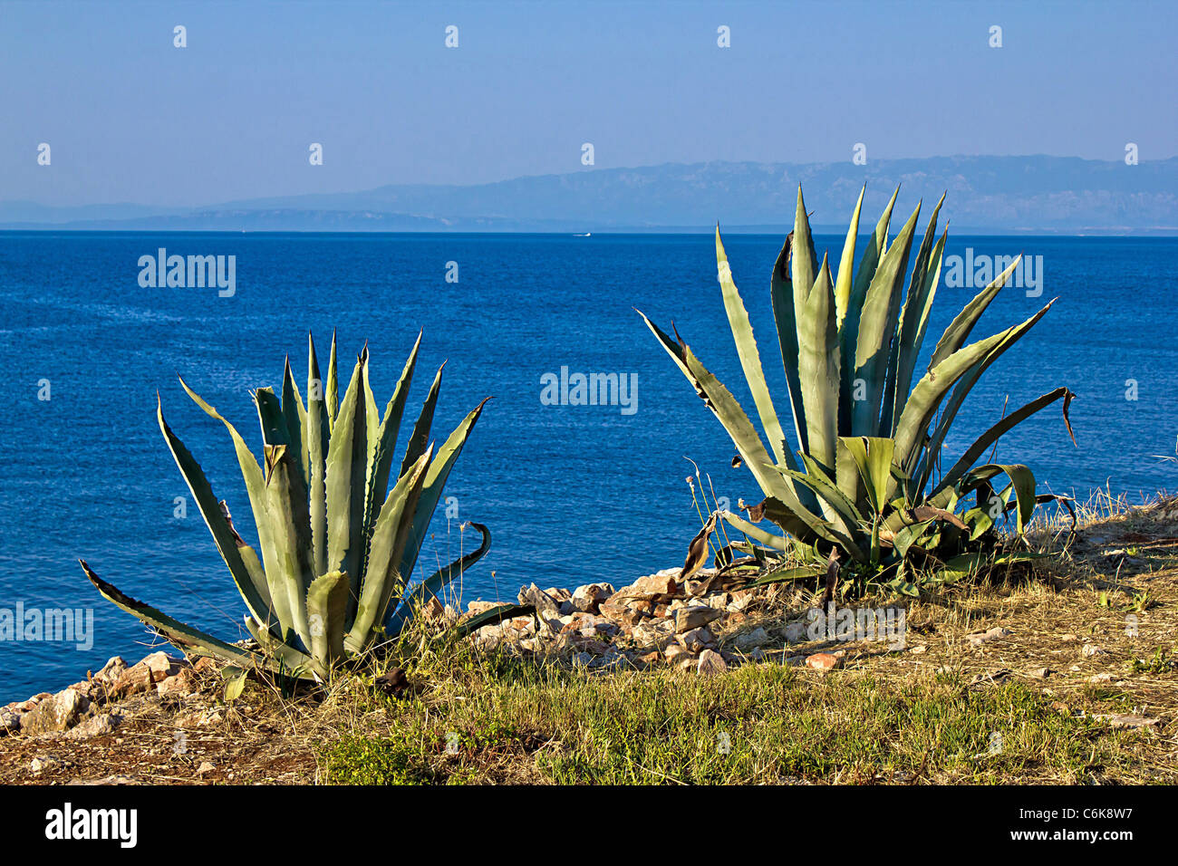 American agave hi-res stock photography and images - Alamy