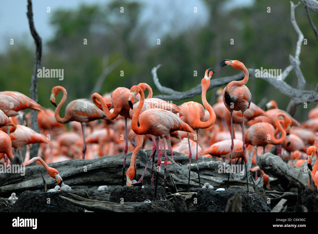 Fighting Great Flamingo the on nests. Rio Maximo, Camaguey, Cuba Stock ...