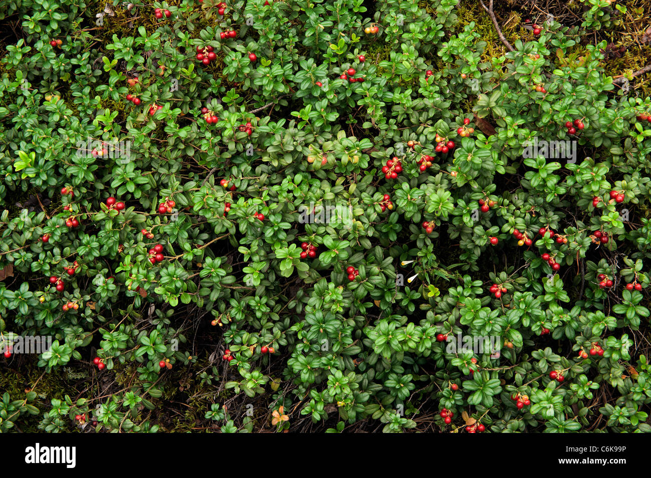Lingonberry flower hi-res stock photography and images - Alamy