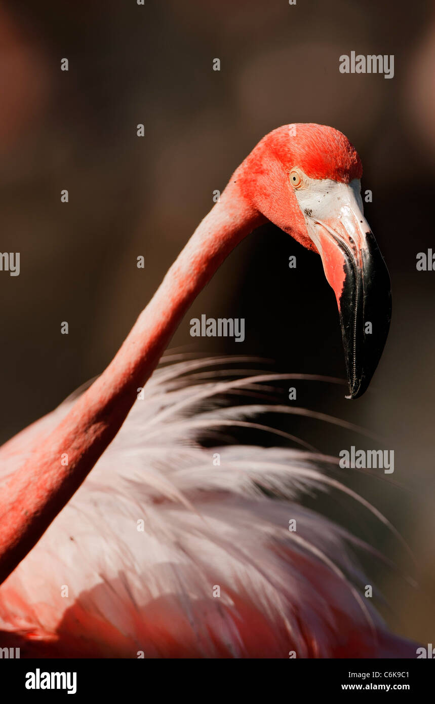 Flamingo bird profile view hi-res stock photography and images - Alamy