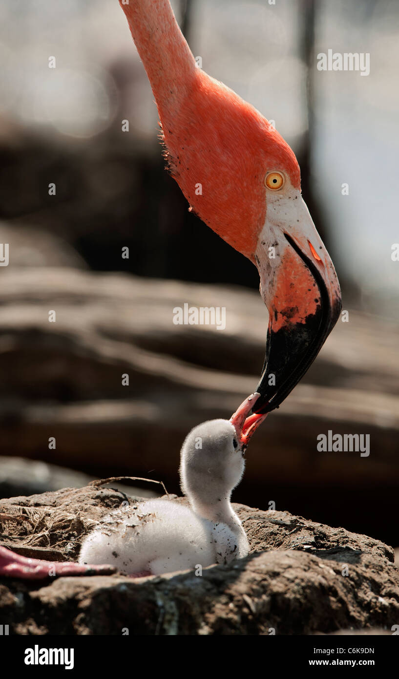 Baby bird of the Caribbean flamingo. A warm and fuzzy baby bird of the ...