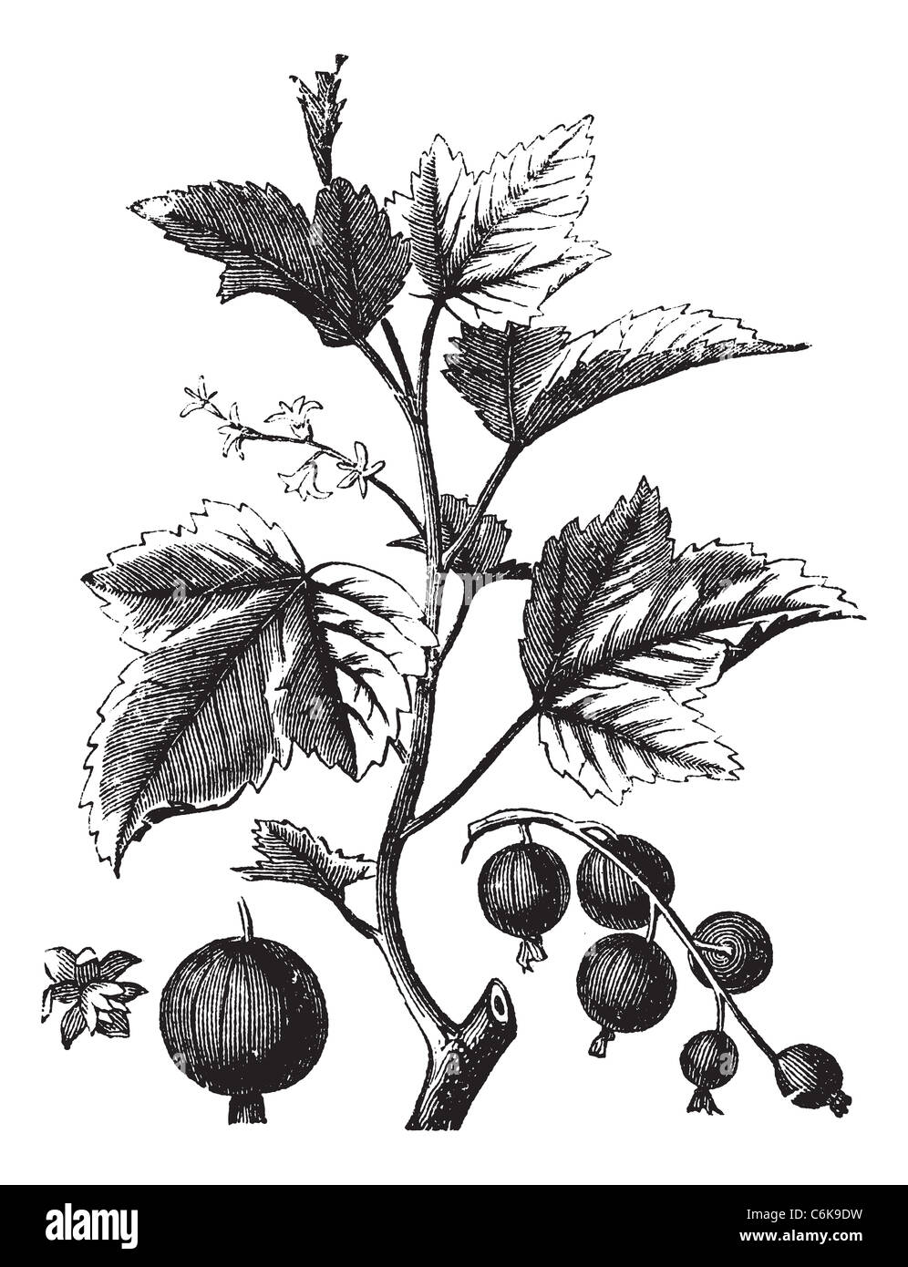 Ribes berry or blackcurrant or vintage engraving, Old engraved ...