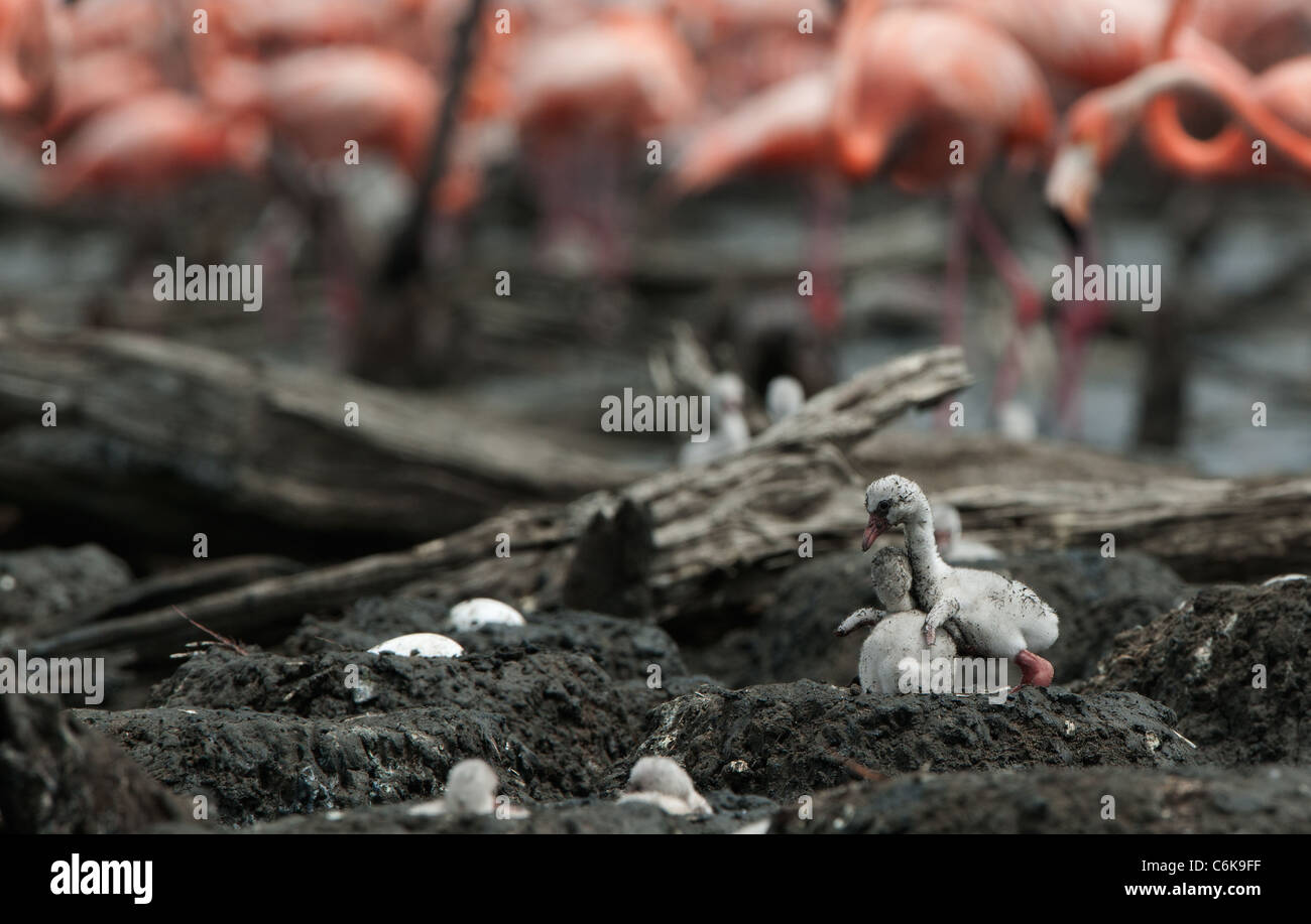Baby bird of the Caribbean flamingo. A warm and fuzzy baby bird of the ...