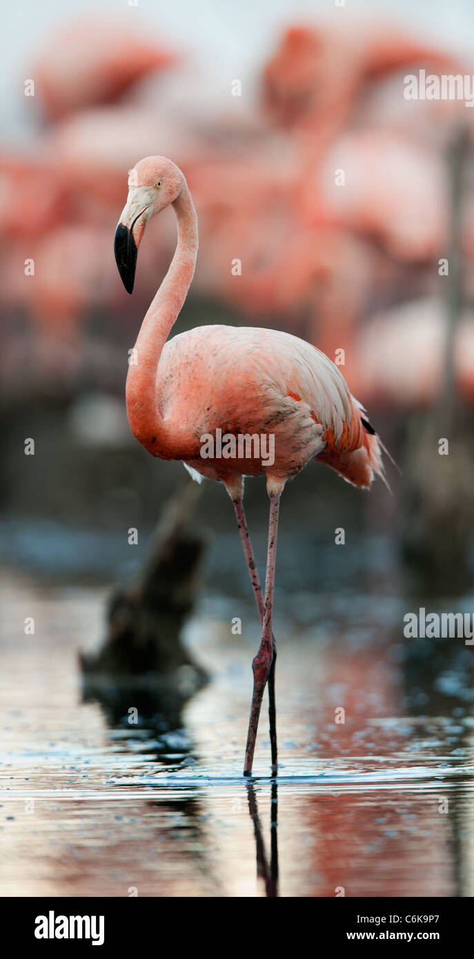 Portrait of the Caribbean flamingo. A portrait of the Caribbean ...