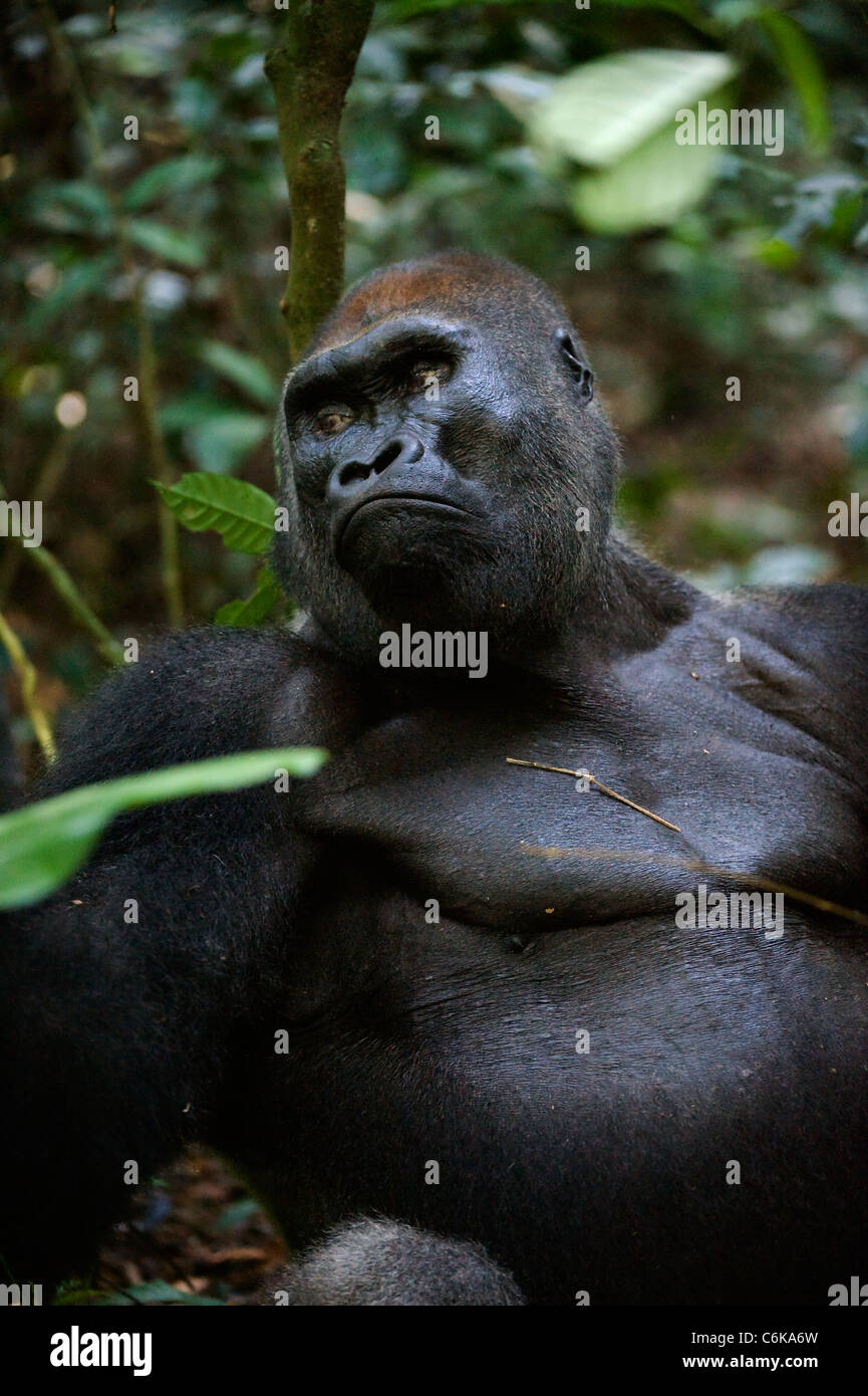 Silverback - adult male of a gorilla.Western Lowland Gorilla Stock ...