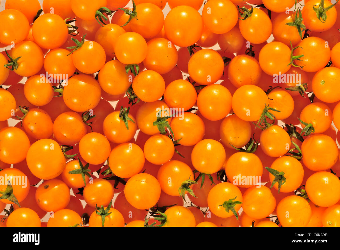 A yellow cherry tomato is a smaller garden variety of tomato Stock ...