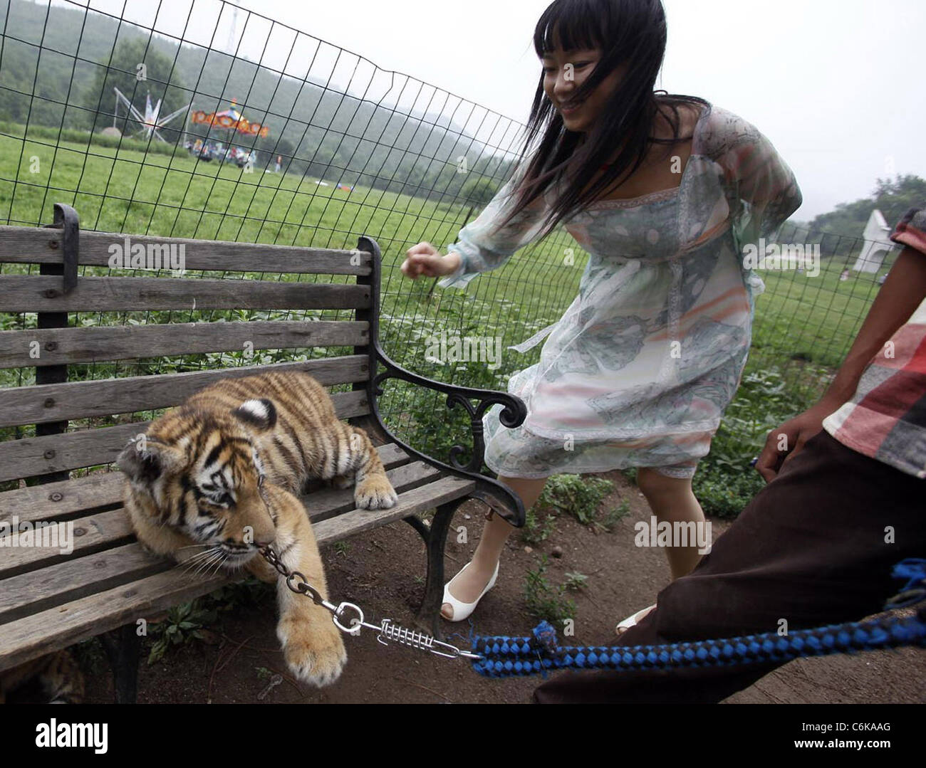 Quadruplets tiger cubs in training to perform acrobatics in Badaling ...
