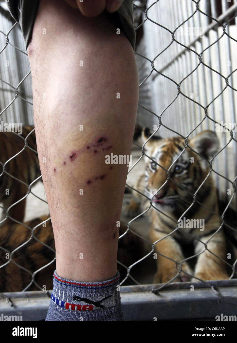 Quadruplets tiger cubs in training to perform acrobatics in Badaling ...