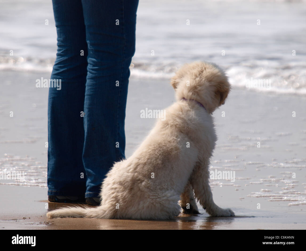 Labrador sat hi-res stock photography and images - Alamy