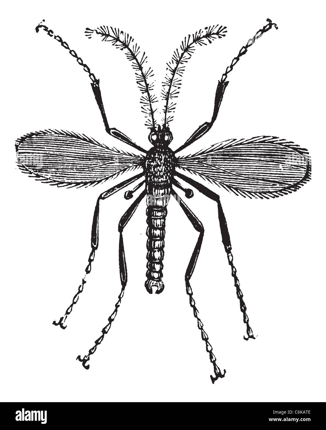 Mayetiola hi-res stock photography and images - Alamy