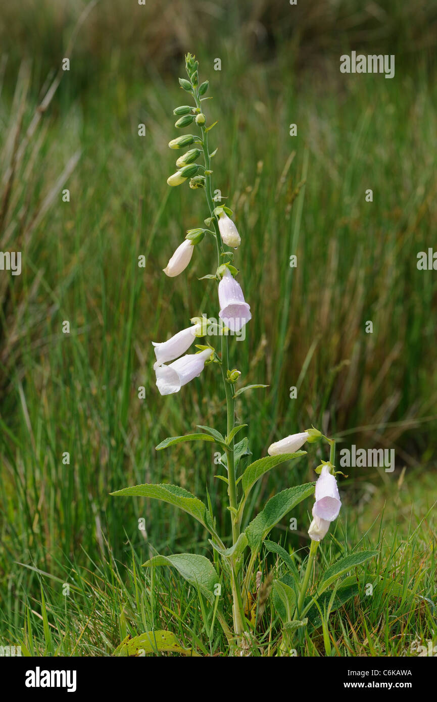 Foxglove, digitalis purpurea Stock Photo - Alamy