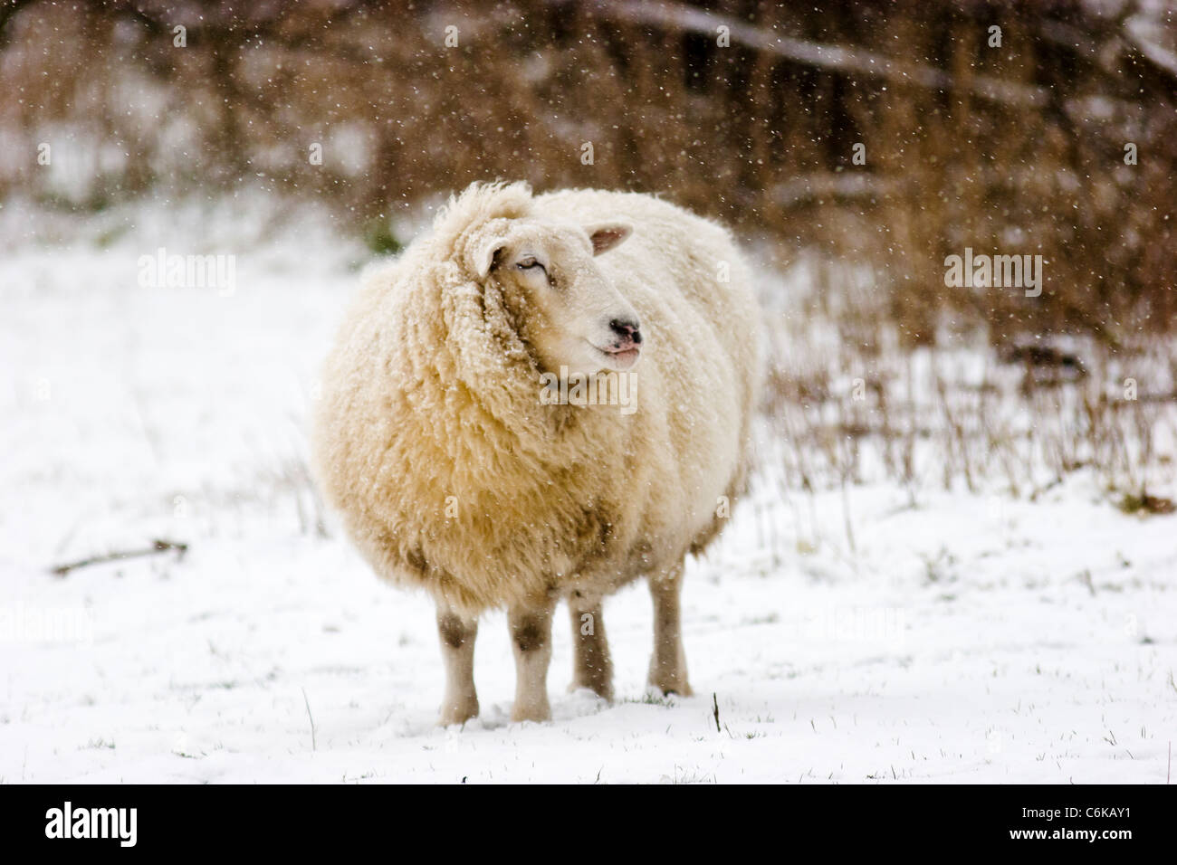 Single sheep in a snowstorm in a snow covered field Stock Photo - Alamy