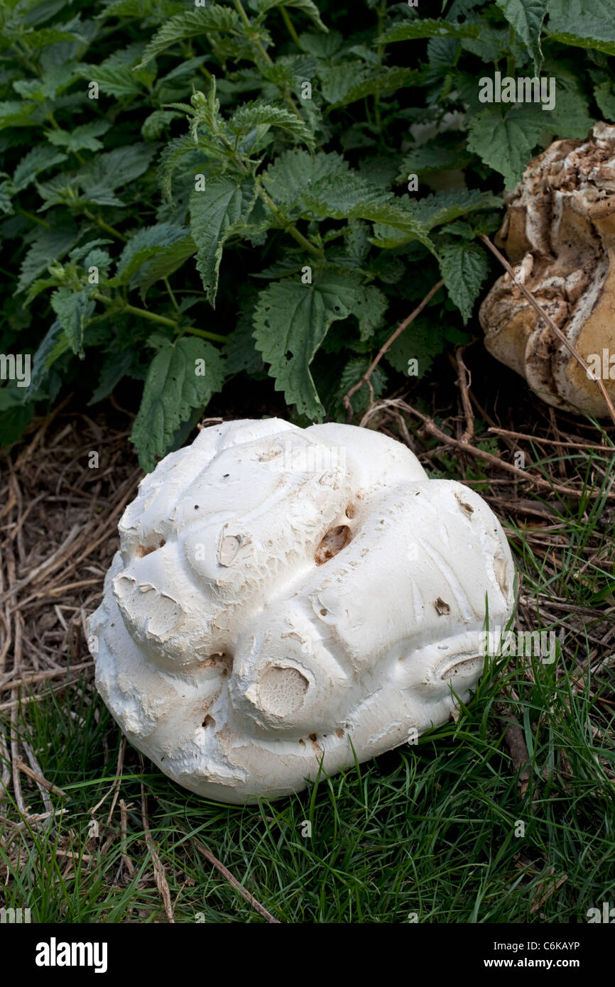 Puff ball hi-res stock photography and images - Alamy
