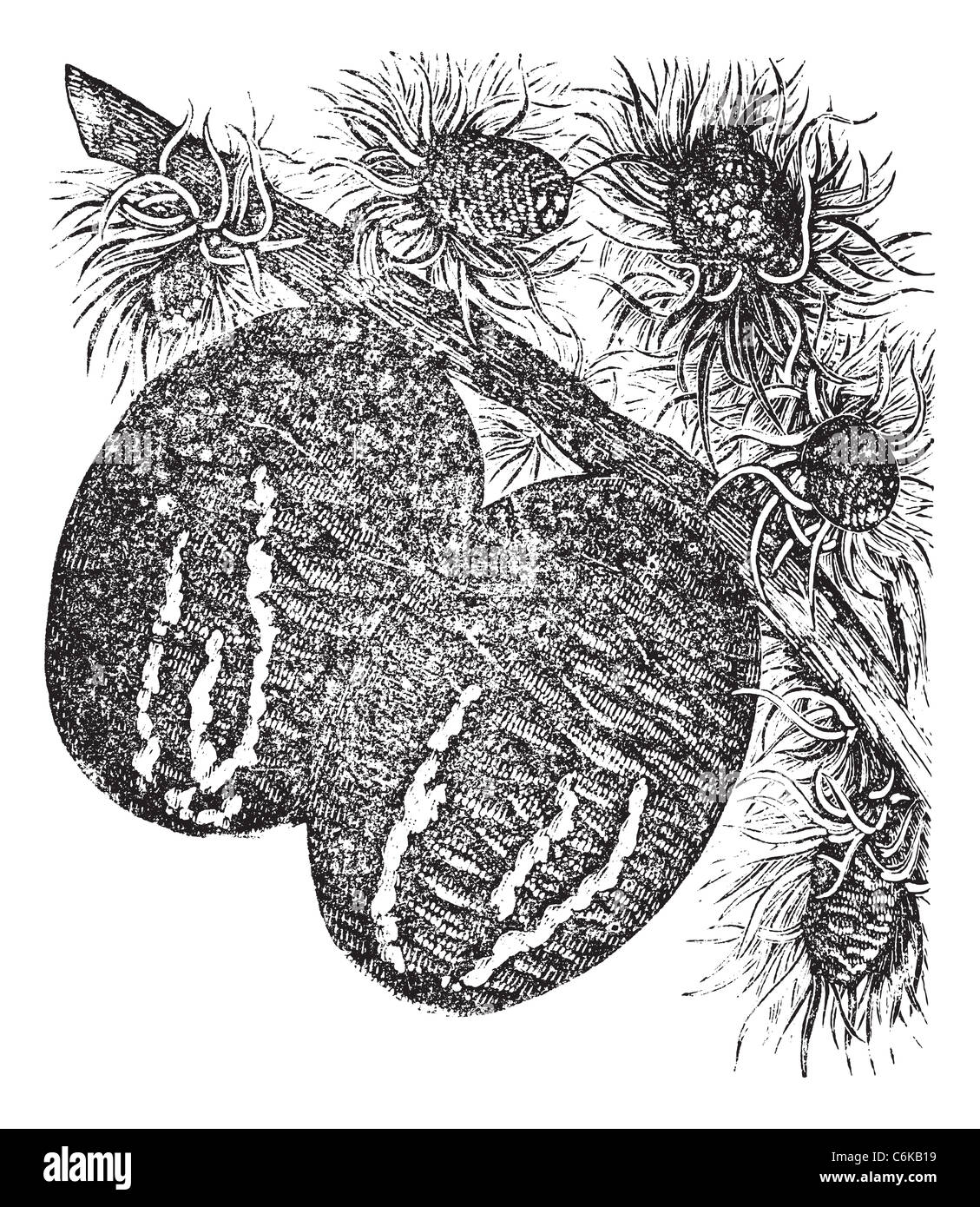 Cedar branch with a cedar cone vintage engraving. Old engraved ...