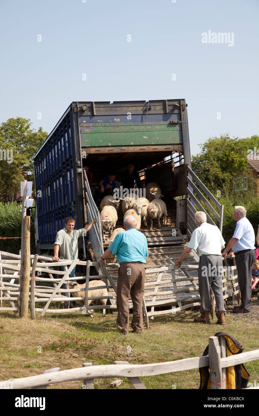 Unloading sheep Honeybourne Sheep Market August 2011 Worcestershire UK ...