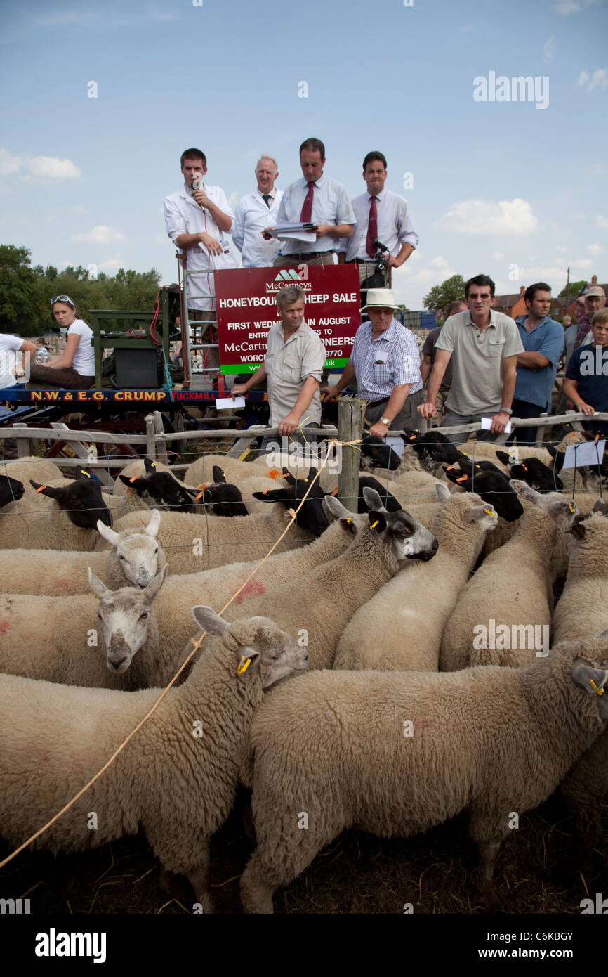 Auctioning sheep from horse and cart Honeybourne Sheep Market August ...