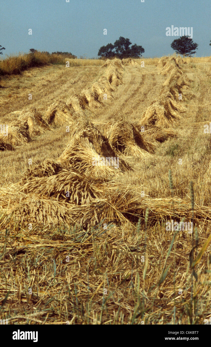 Bales of wheat stacked in lines across a harvested field Stock Photo ...