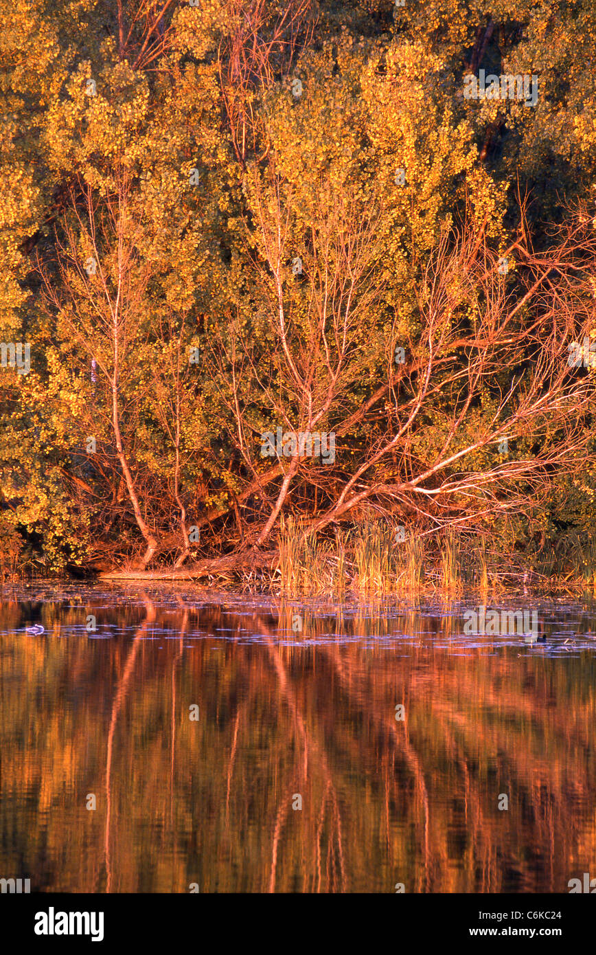 torbiere del Sebino Stock Photo - Alamy