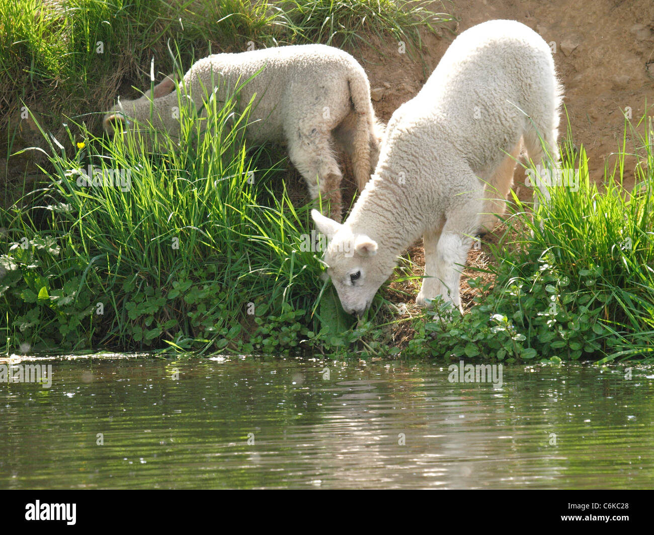 Lambs at the waters edge, UK Stock Photo - Alamy