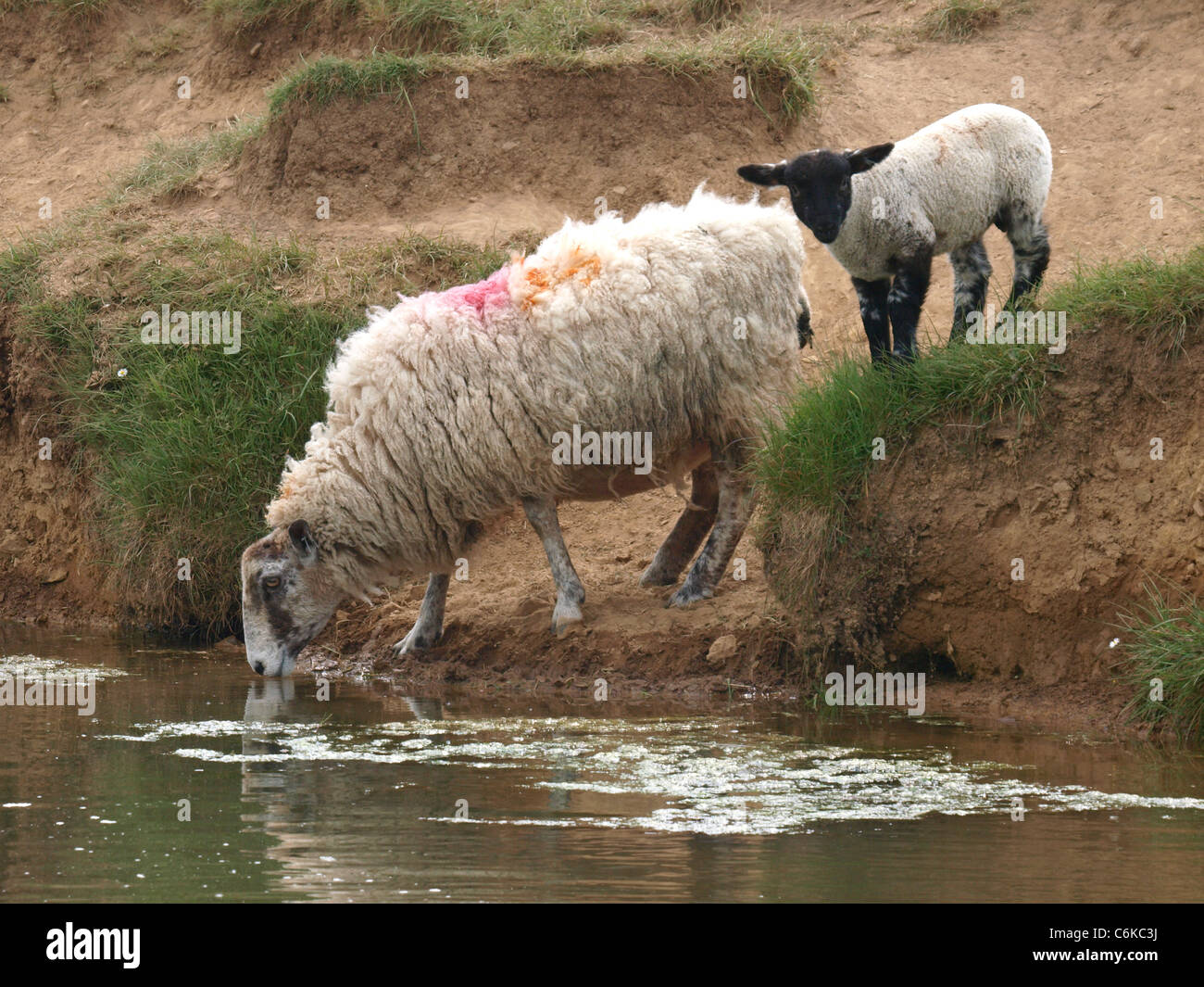 Drinking water sheep hi-res stock photography and images - Alamy