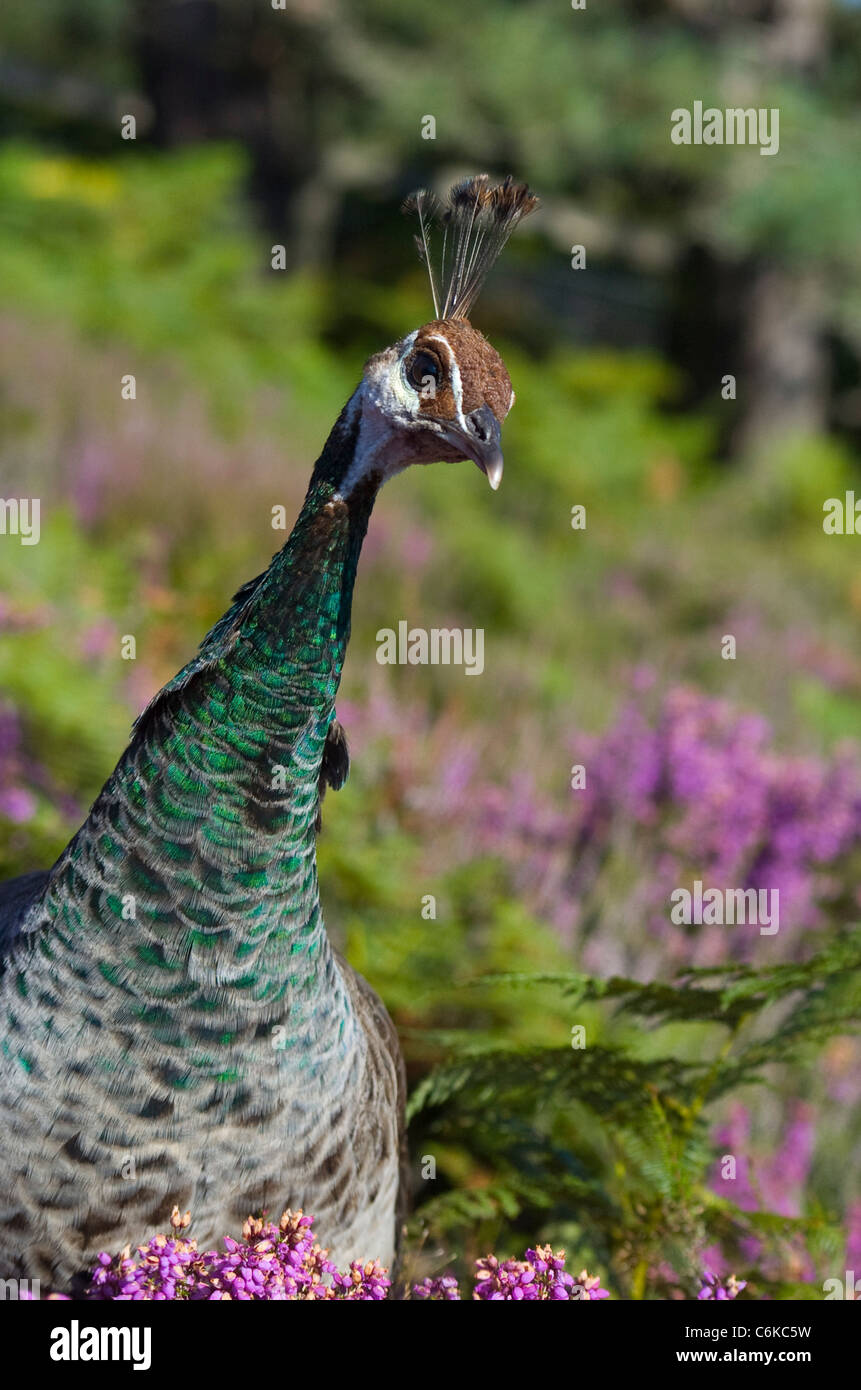 Peahen on grass background hi-res stock photography and images - Alamy