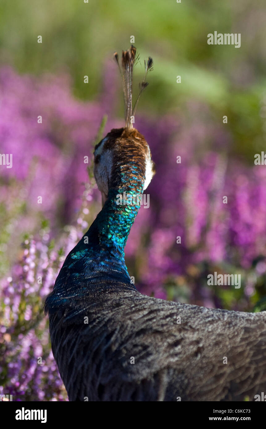 A peahen, female peacock from the back with purple heather and green ...