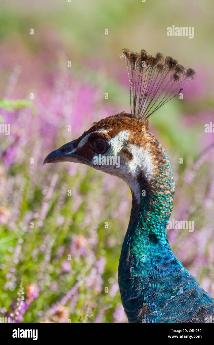 CU of a Peahen, female peacock with purple heather in the background on ...