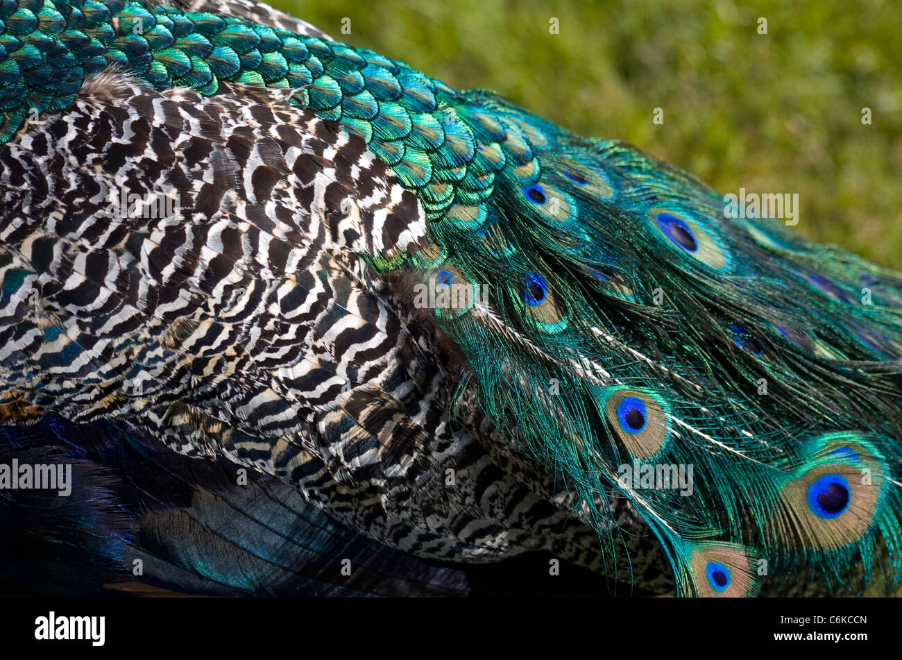 The tail of a peahen on Brownsea Island, very colourful, green, blue ...