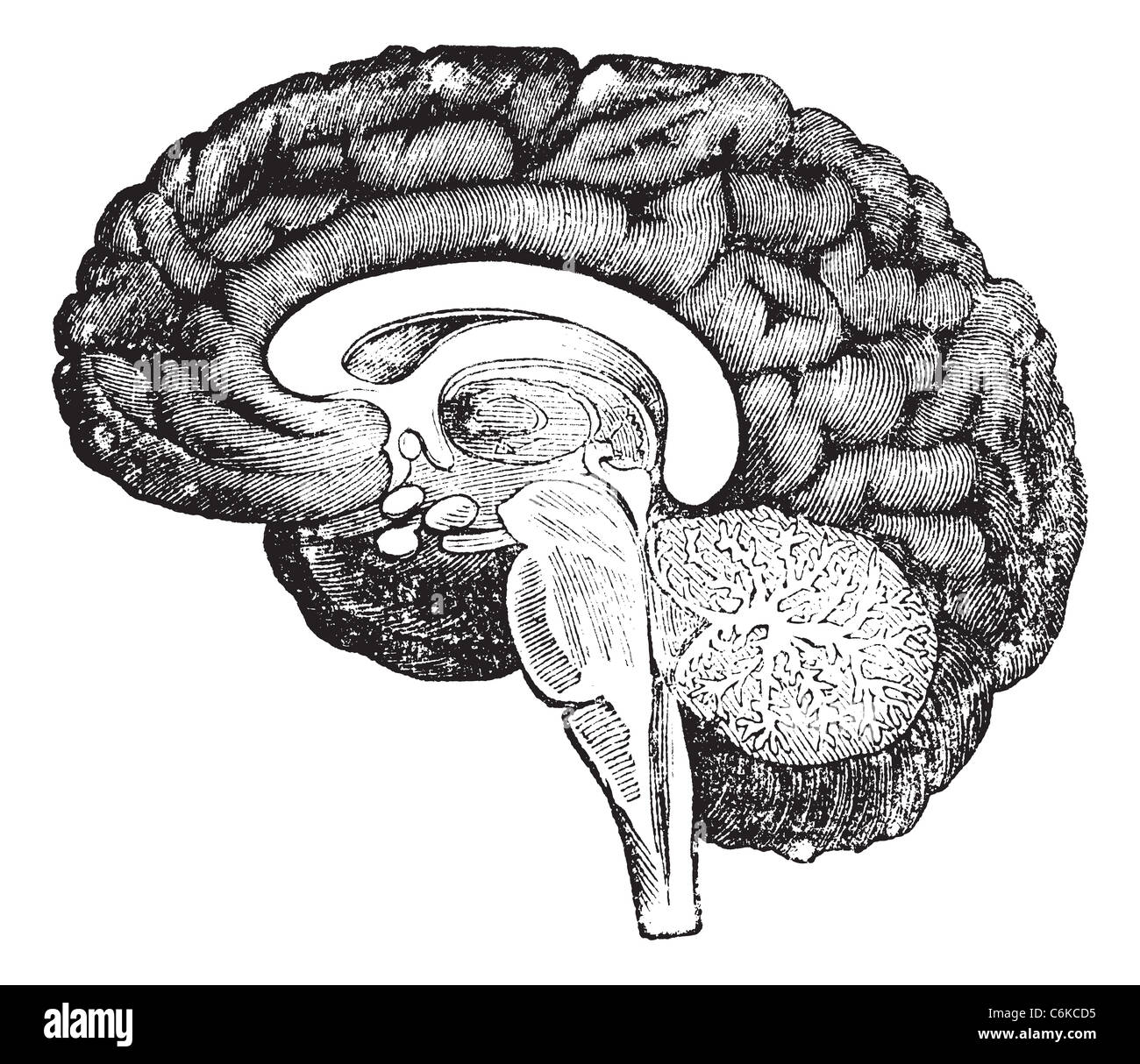 Medulla oblongata hi-res stock photography and images - Alamy