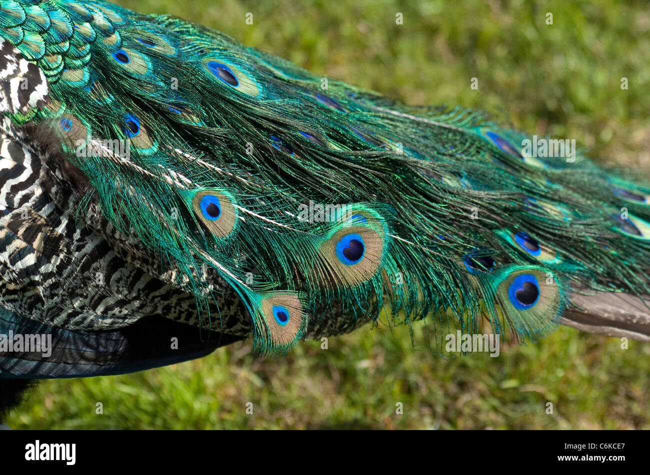 The tail of a peahen on Brownsea Island, very colourful, green, blue ...