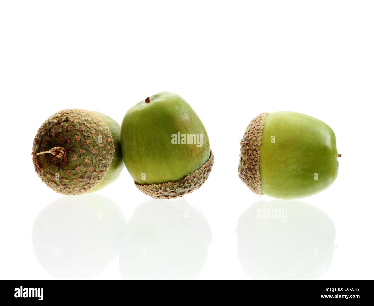 Three acorns hi-res stock photography and images - Alamy
