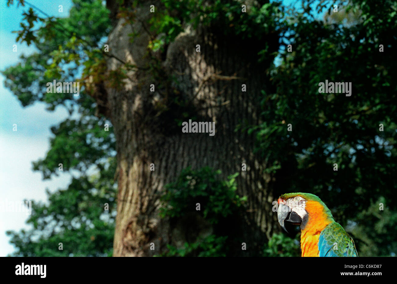 A colourful parrot at Longleat Safari and Wildlife park near Bath Stock ...