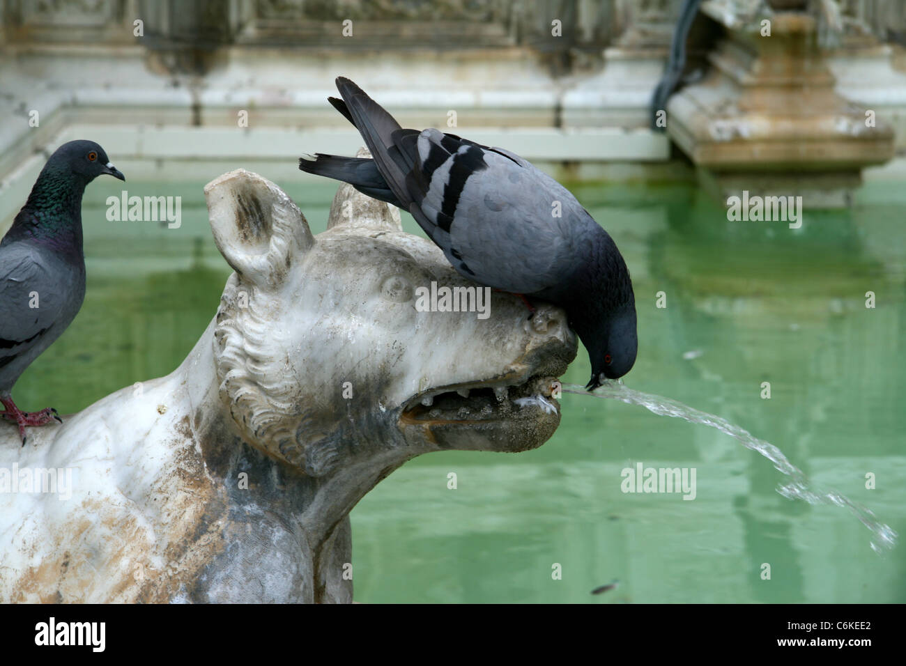 Digital Art & Collectibles The wolf and the pigeon etna.com.pe