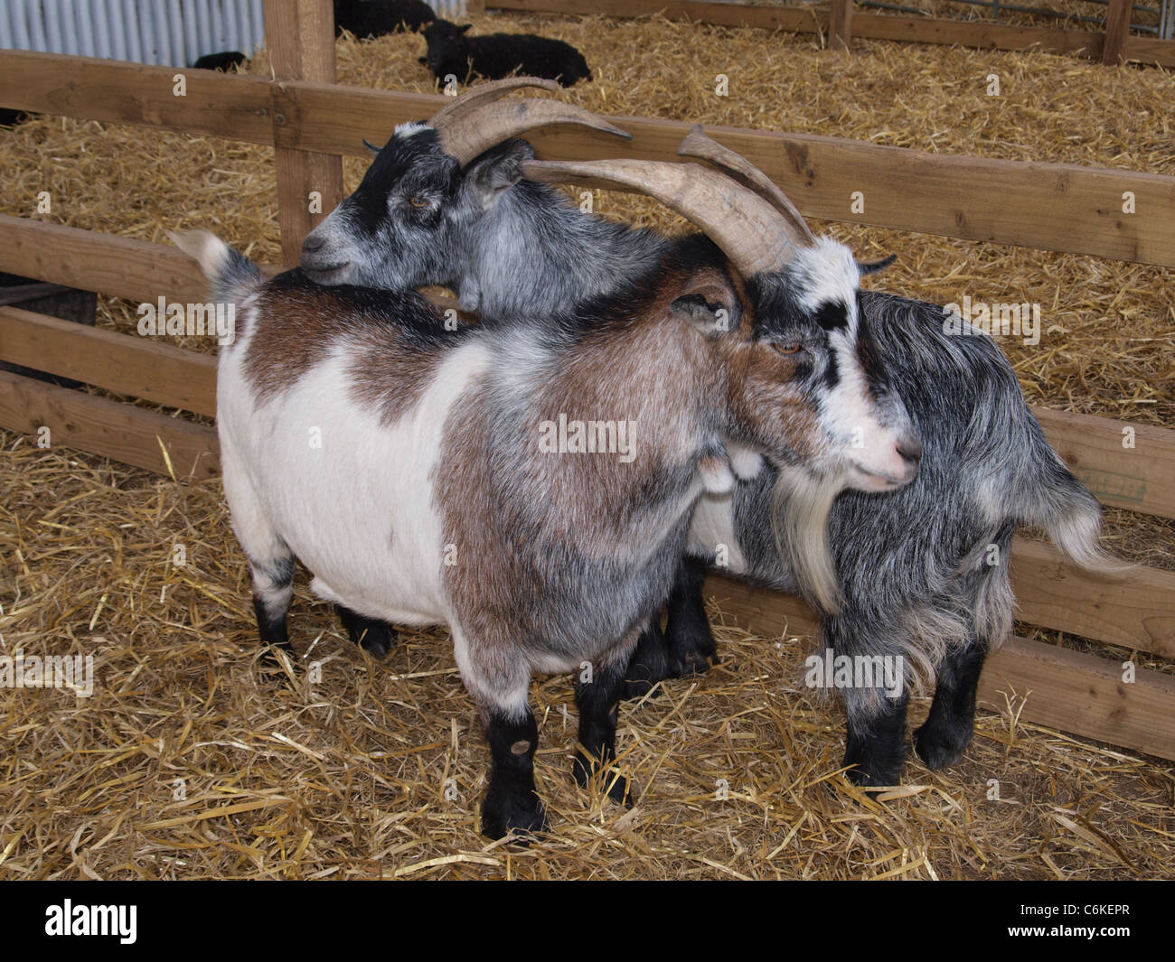 Dwarf Goats in barn. UK Stock Photo - Alamy