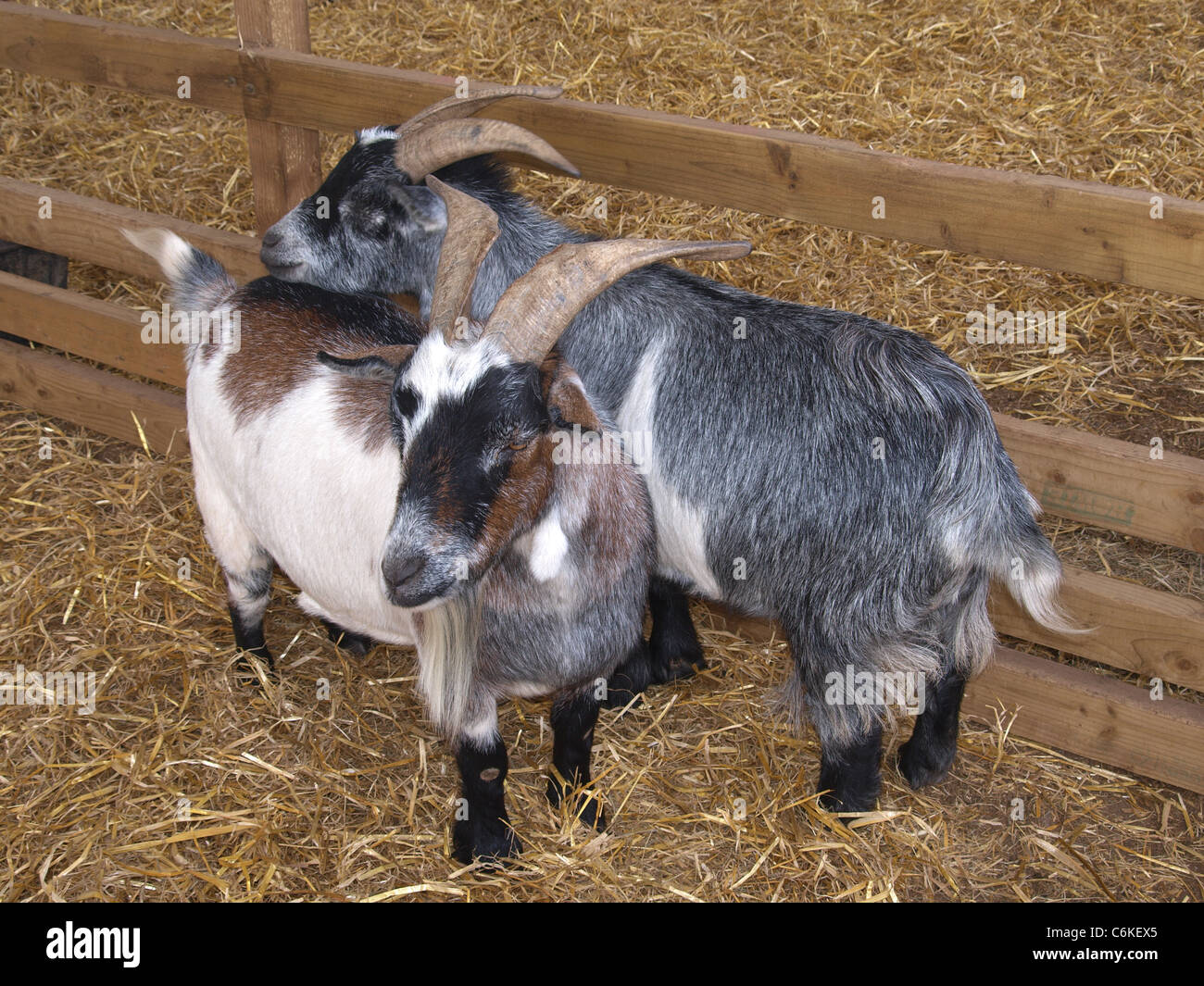 Dwarf Goats in barn. UK Stock Photo - Alamy