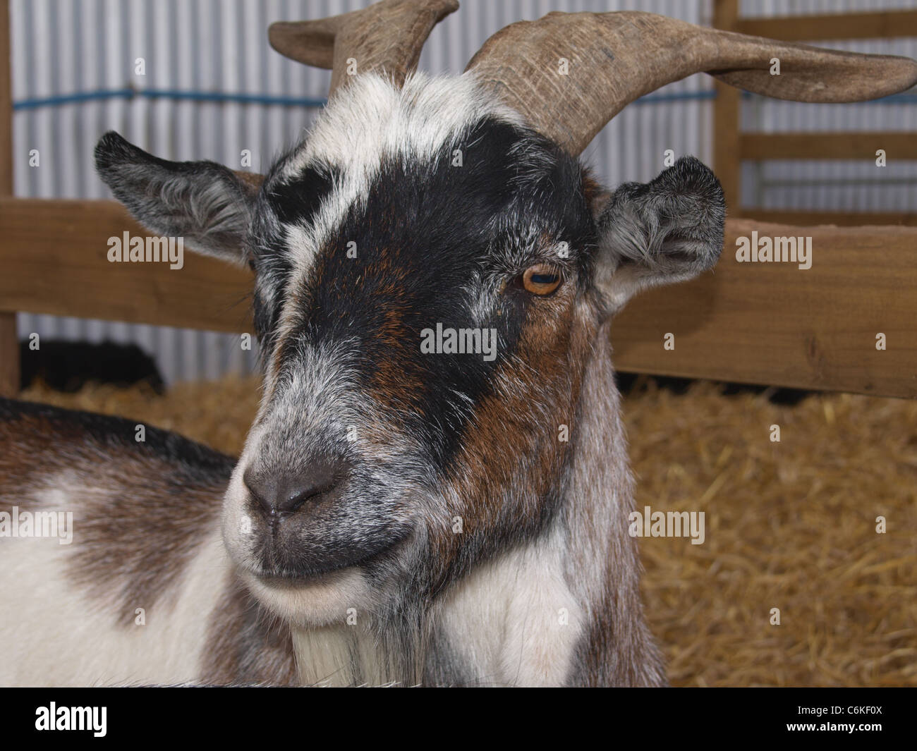 Dwaf Goat in barn Stock Photo - Alamy
