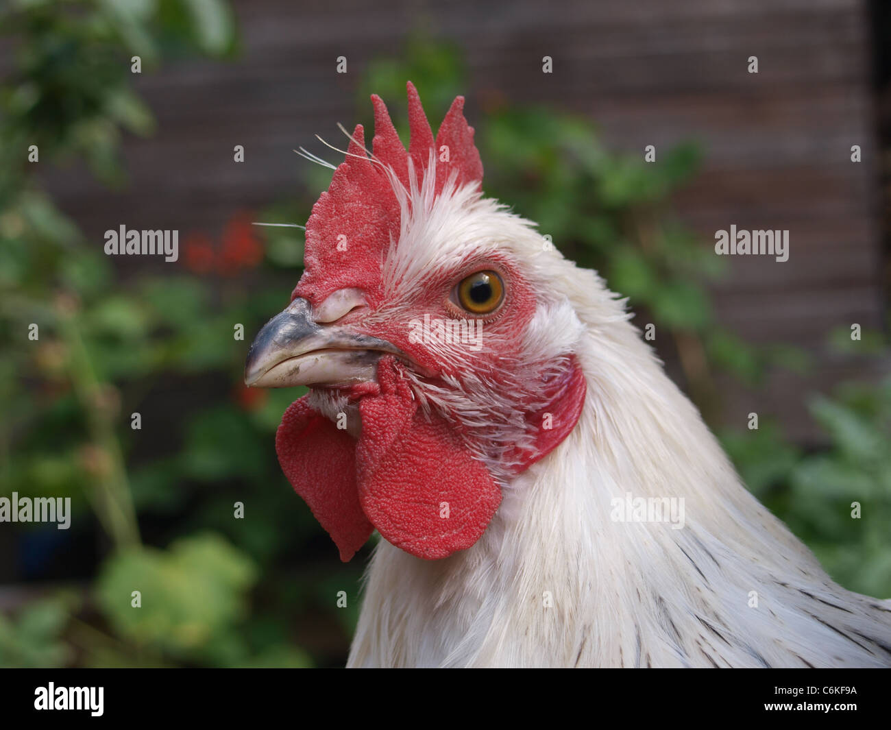 Weeks old chicken hi-res stock photography and images - Alamy