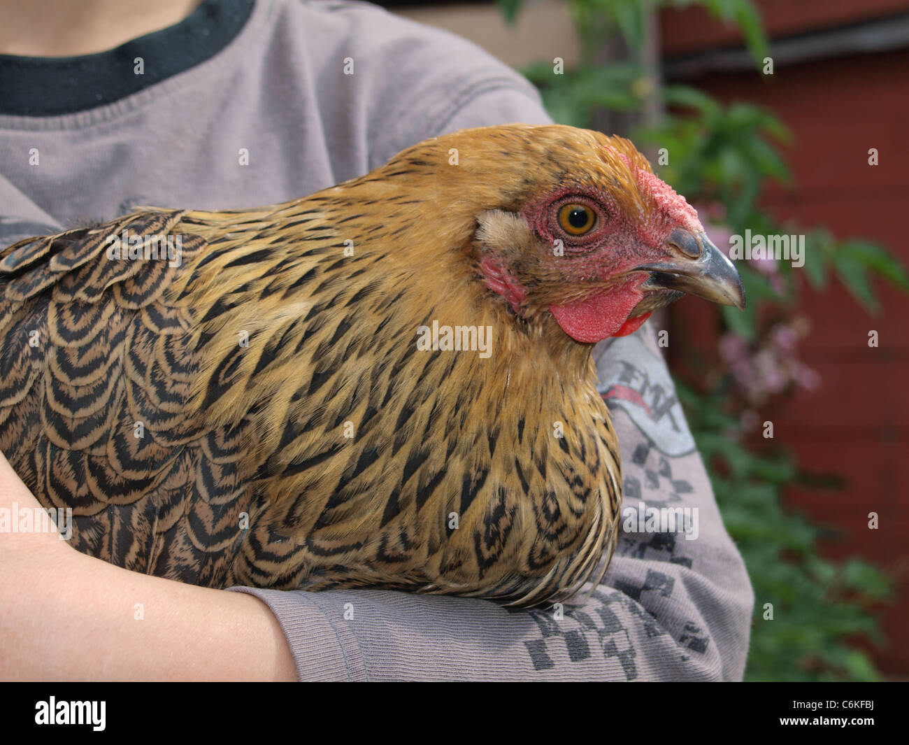 Partridge Wyandotte Chicken Partridge Wyandotte Chicken Hi Res Stock