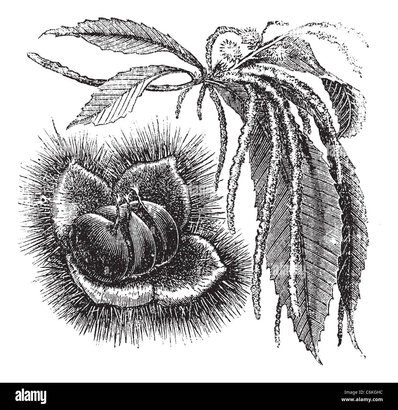 American chestnut tree vintage hi-res stock photography and images - Alamy