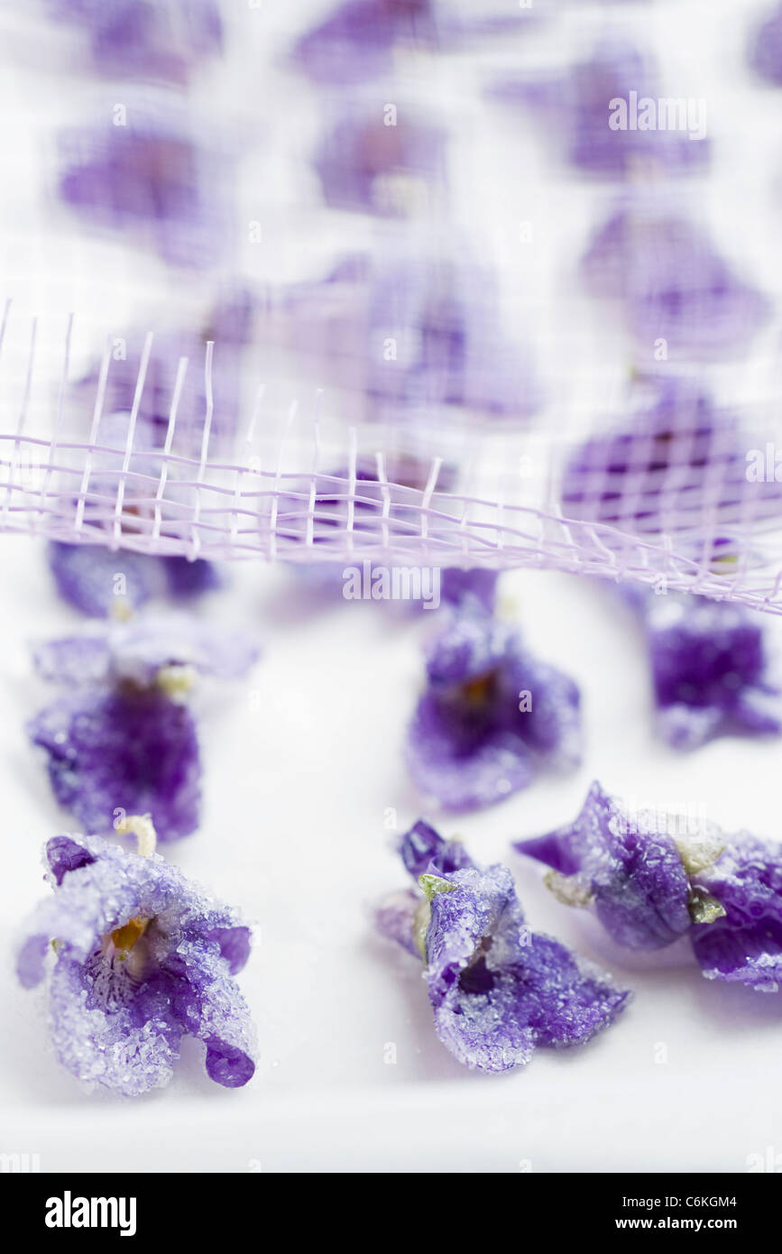 Violets hi-res stock photography and images - Alamy